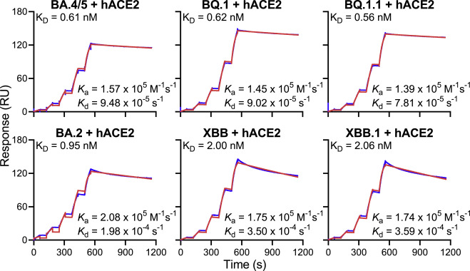 《细胞》：XBB变异株的免疫逃逸能力究竟有多强？科学家发现，它可能是迄今为止最具抗性的新冠病毒变异株 | 互联网数据资讯网-199IT | 中文互联网数据研究资讯中心-199IT