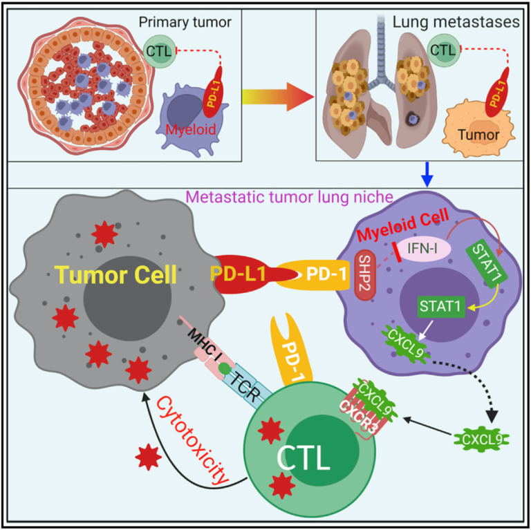 《癌细胞》：癌症免疫治疗重大发现！科学家首次证实，癌细胞PD-L1不抑制T细胞毒性，而是抑制T细胞浸润转移灶，促进癌症转移 | 互联网数据资讯网-199IT | 中文互联网数据研究资讯中心-199IT