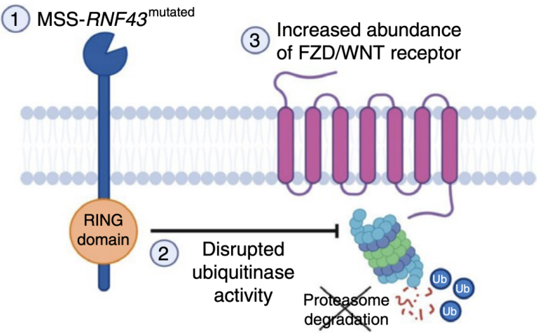 《自然·医学》：总生存时间延长127%！科学家发现预测肠癌治疗效果的新基因！ | 互联网数据资讯网-199IT | 中文互联网数据研究资讯中心 ...