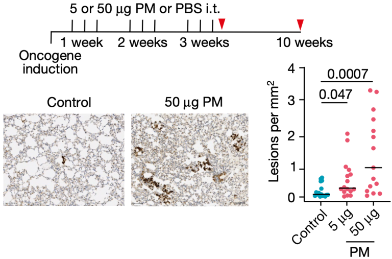 《自然》重磅：PM2.5唤醒肺癌种子！科学家首次发现，PM2.5在肺部制造炎症环境，驱动携带EGFR等突变的正常细胞恶变 | 互联网数据资讯网 ...