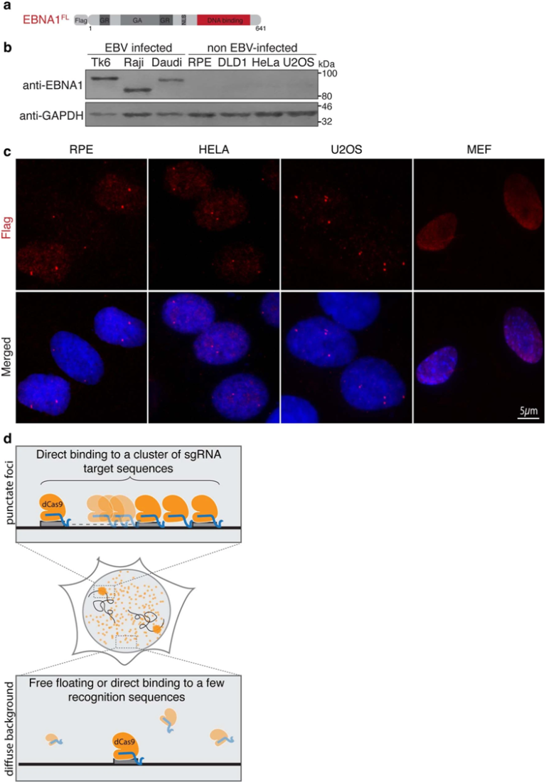 Nature：研究揭示世界上90%以上的人口都被感染过的EBV病毒，可诱导癌症产生！ | 互联网数据资讯网-199IT | 中文互联网数据研究 ...