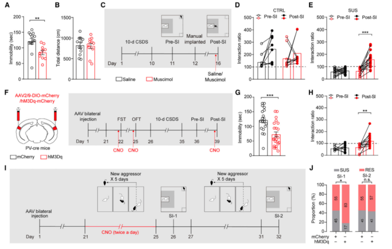 《细胞》：听觉区域也负责对抗压力！ | 互联网数据资讯网-199IT | 中文互联网数据研究资讯中心-199IT
